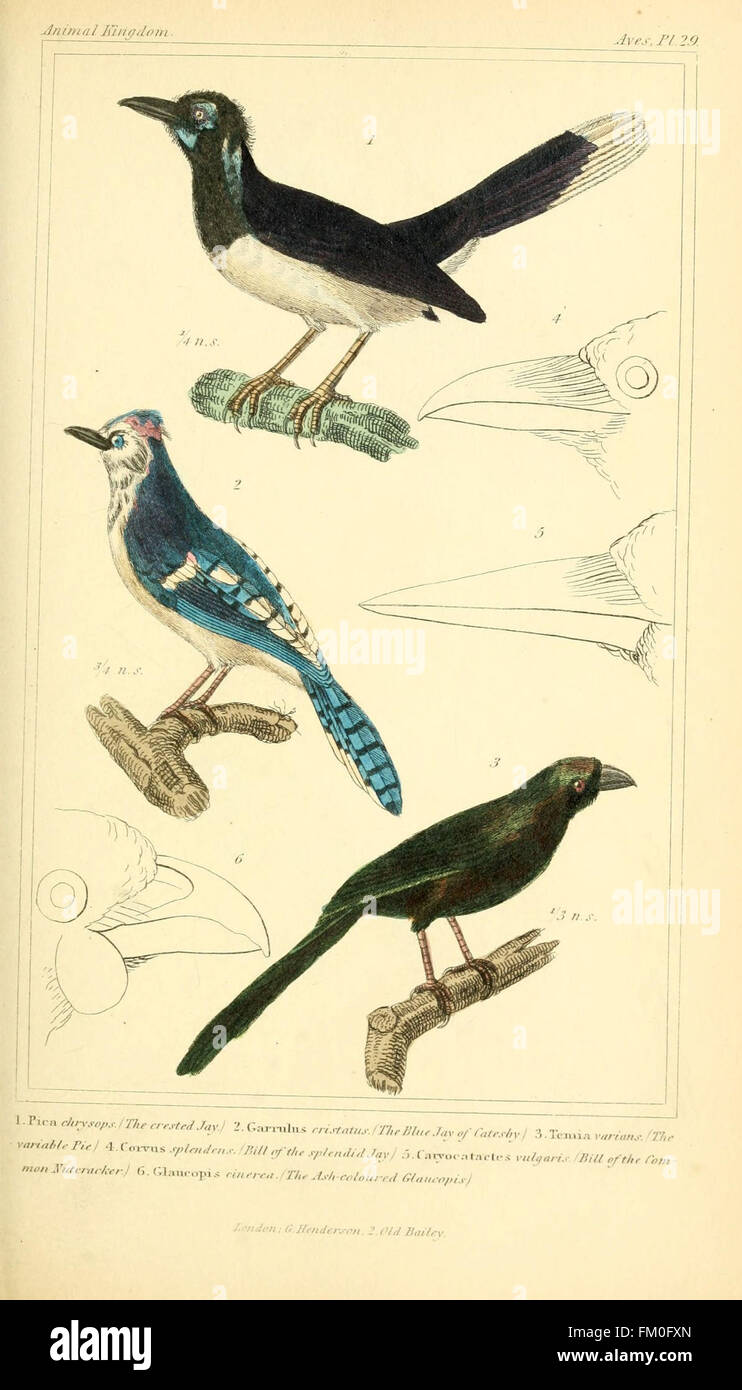 This work categorizes animals based on their organizational structures ...