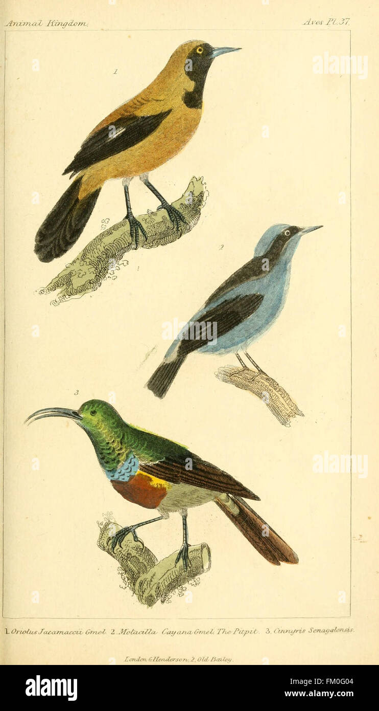 This plate from 'The Animal Kingdom' provides an overview of animal ...