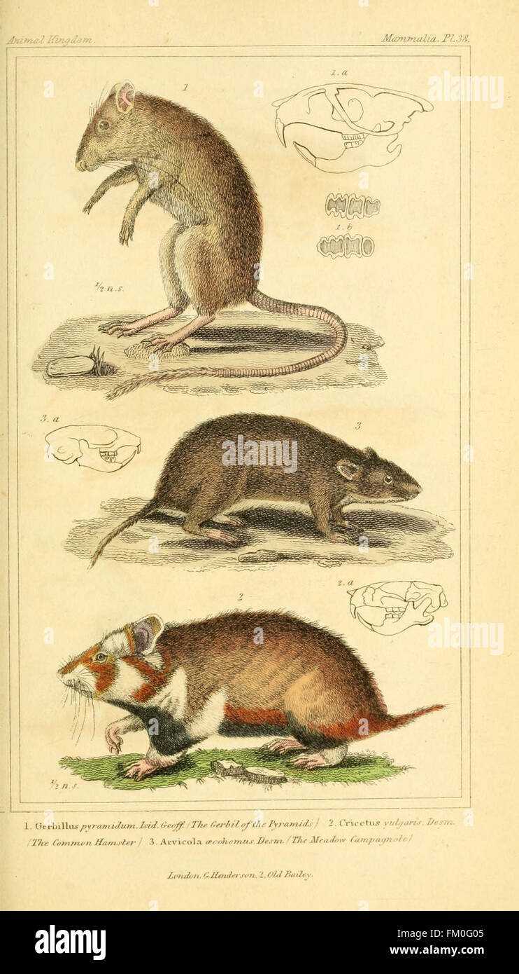This work organizes the animal kingdom by classification, using ...