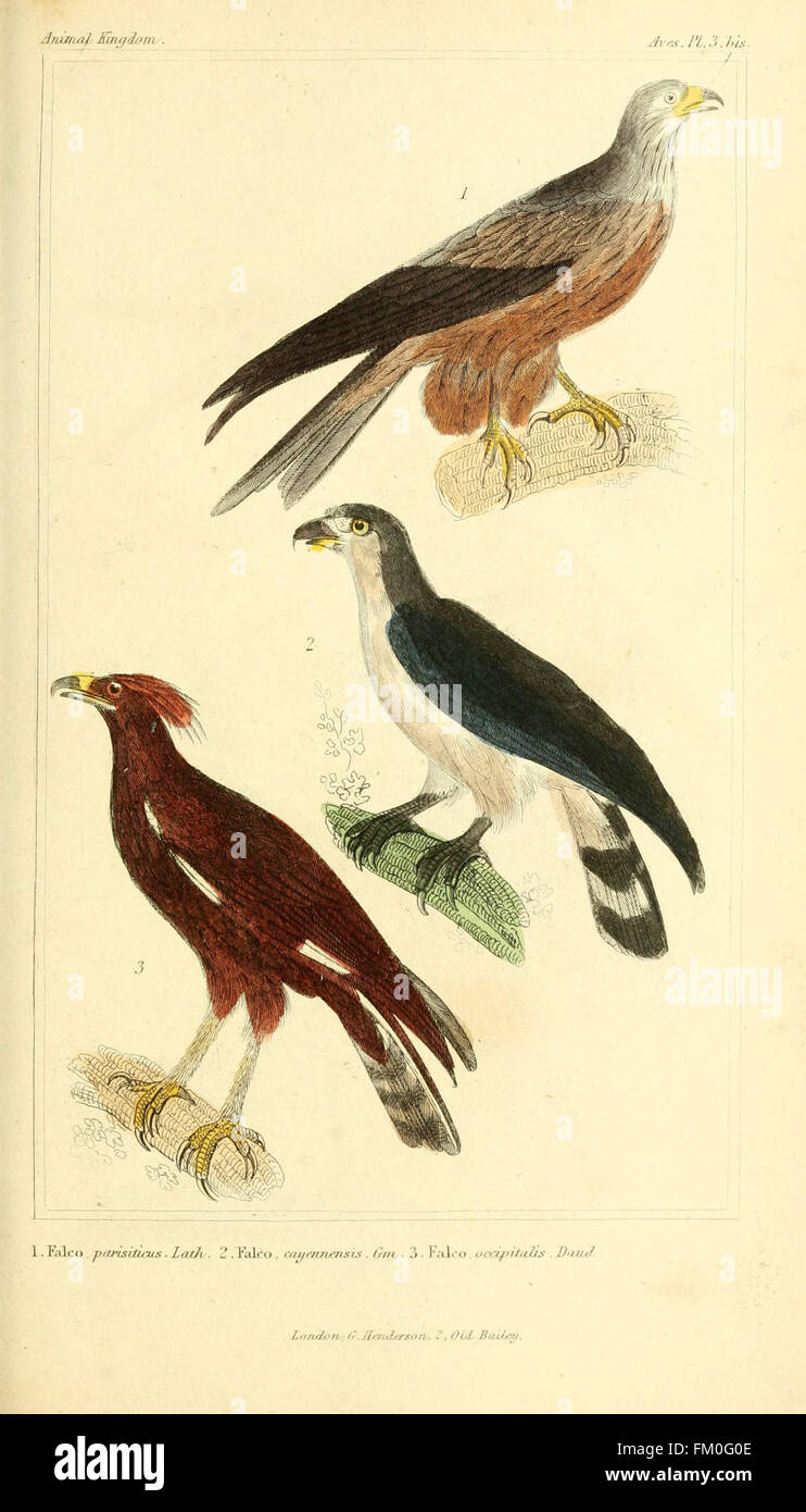 The animal kingdom, arranged according to its organization, serving as ...