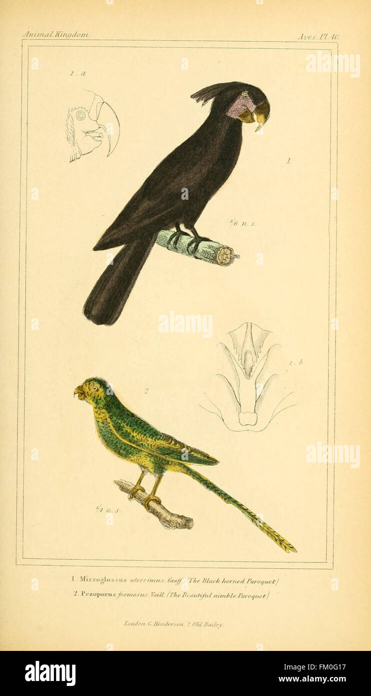 Plate 40 from *The Animal Kingdom* illustrates animals classified ...