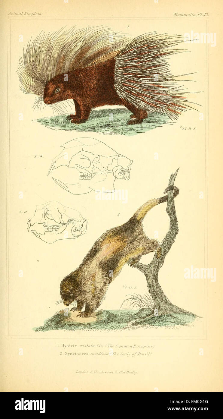 This illustration from 'The Animal Kingdom' offers a classification ...