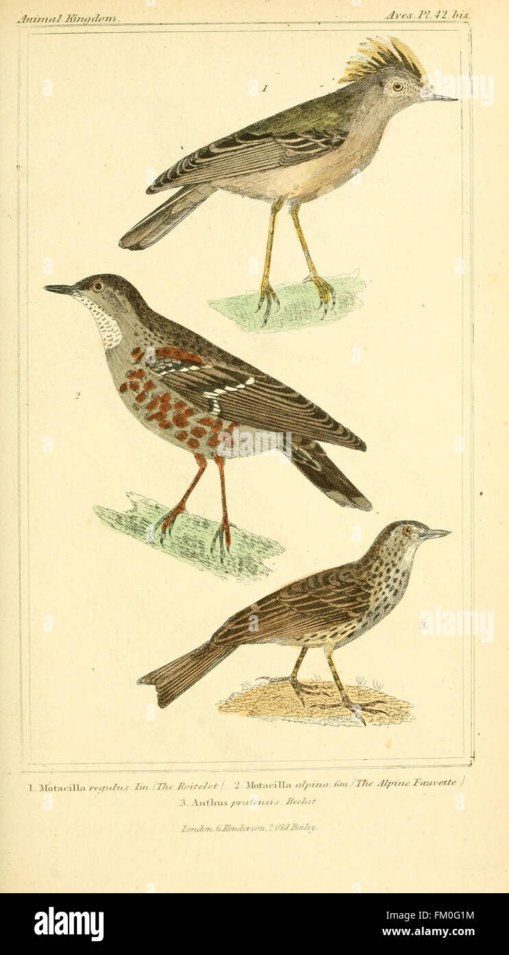 This plate from 'The Animal Kingdom' offers a detailed classification ...