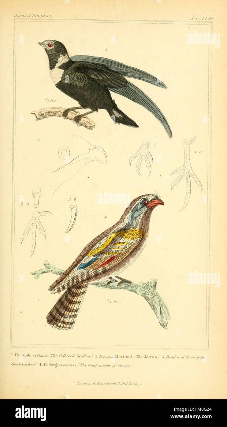 Plate 45 from 'The Animal Kingdom' illustrates the classification of ...