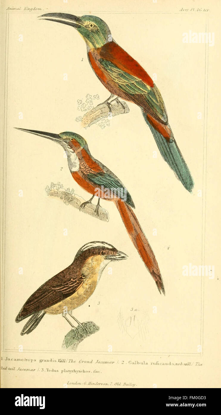 The animal kingdom, arranged according to its organization, serving as ...