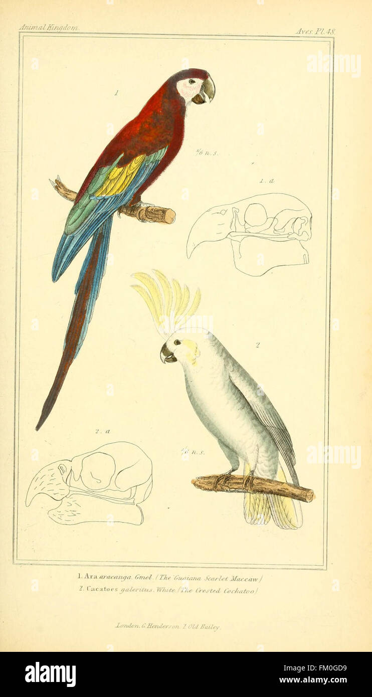 Plate 48 from 'The Animal Kingdom' illustrates the classification of ...