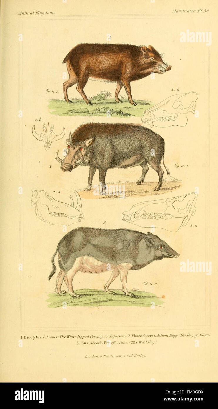 Plate 50 from *The Animal Kingdom* illustrates various animal species ...