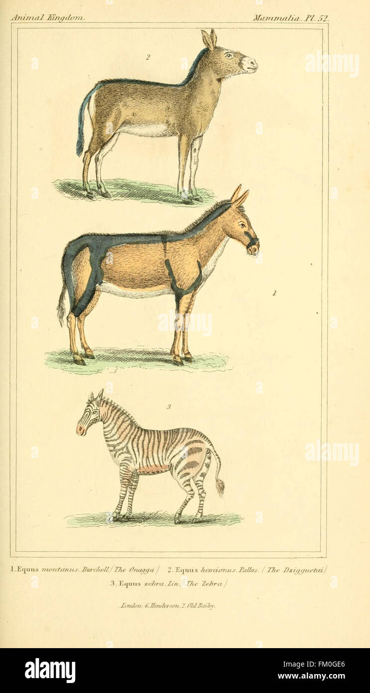 The animal kingdom, arranged according to its organization, serving as ...