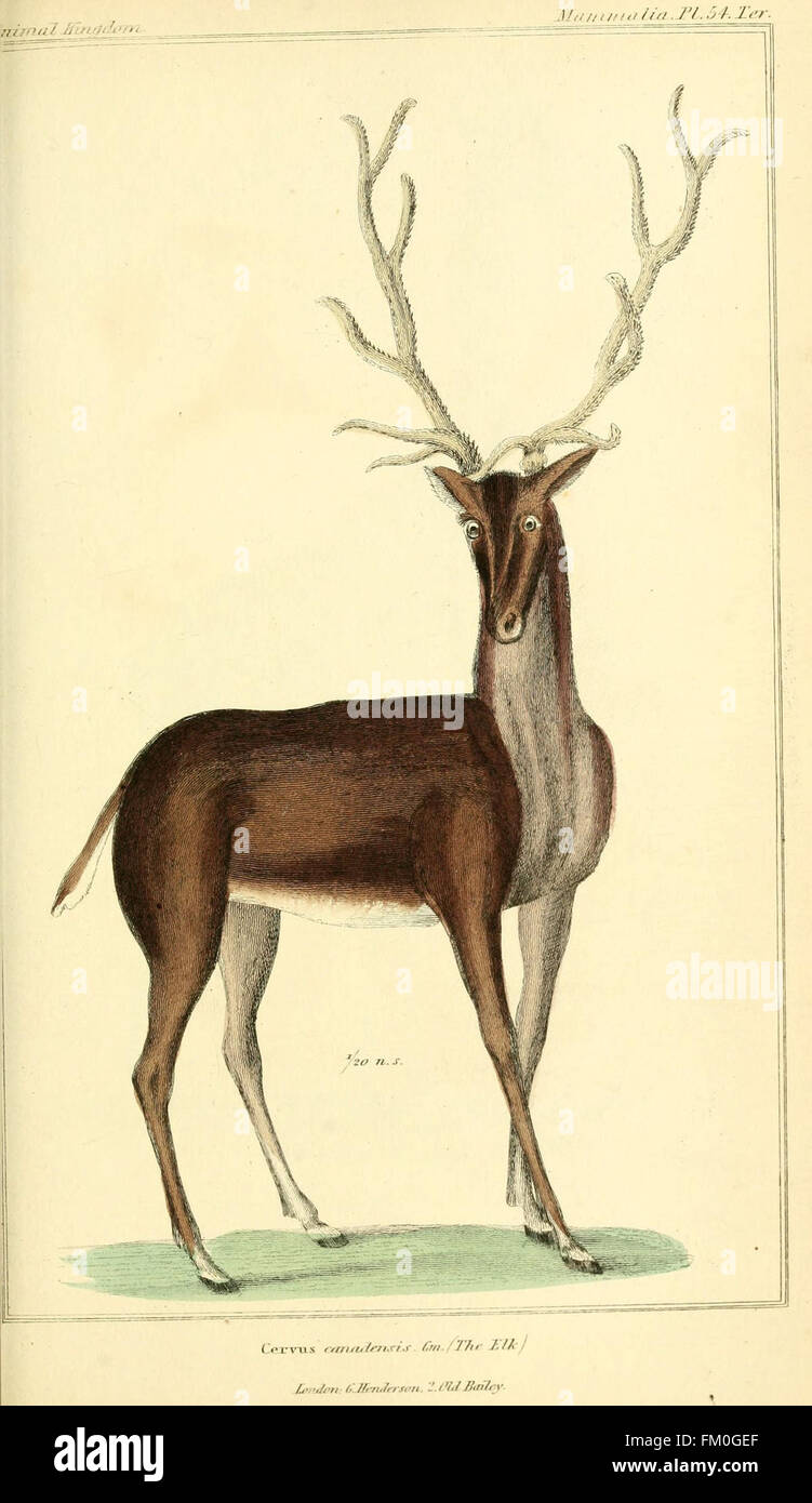 A foundational work in zoology, organizing animals based on their ...