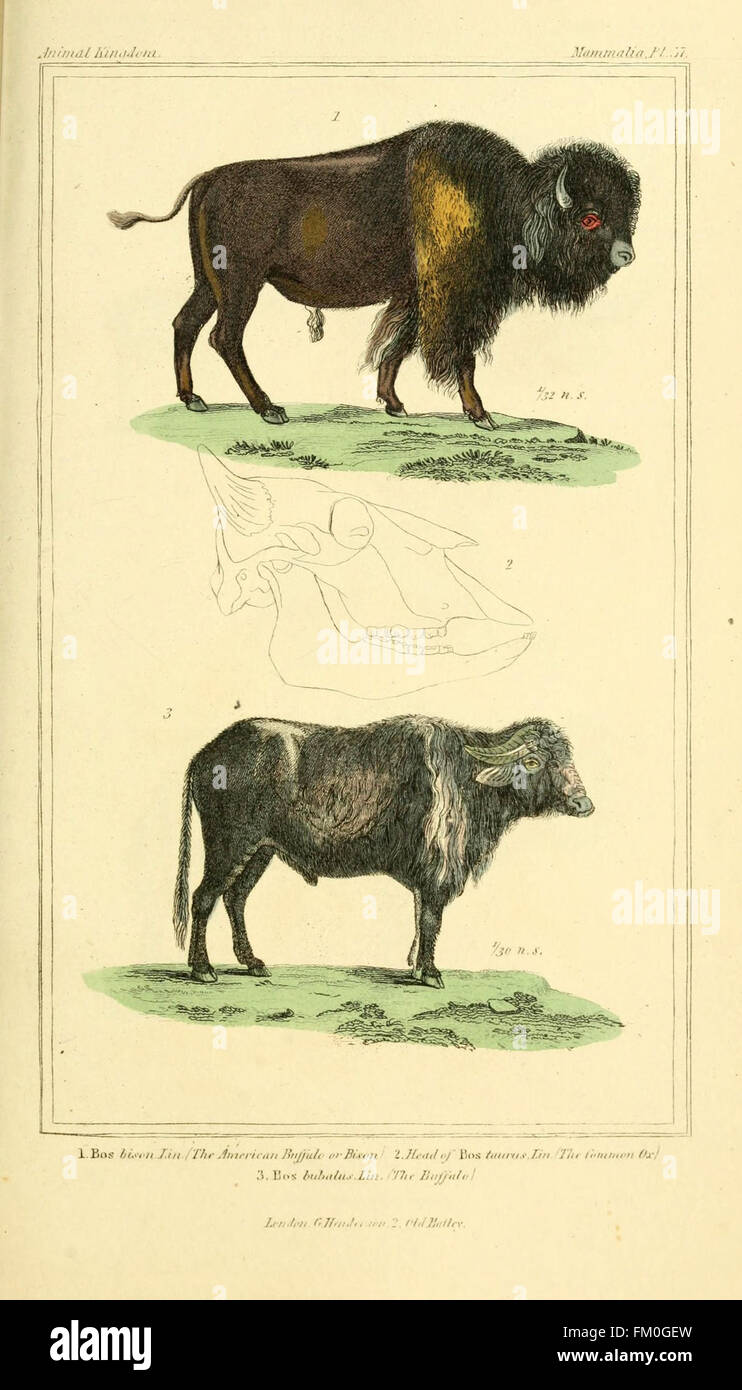 A zoological classification of animals based on their organizational ...
