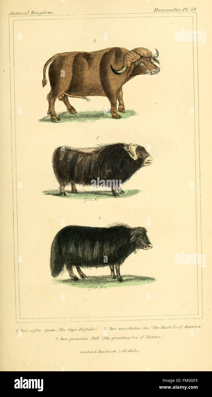 This plate from 'The Animal Kingdom' offers an organized classification ...
