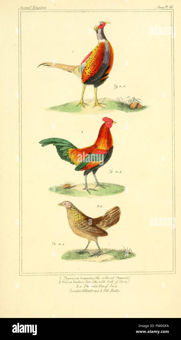 The animal kingdom, arranged according to its organization, serving as ...