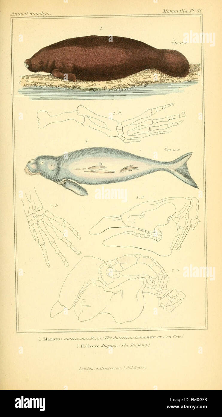 A foundational work on zoology that classifies animals based on their ...