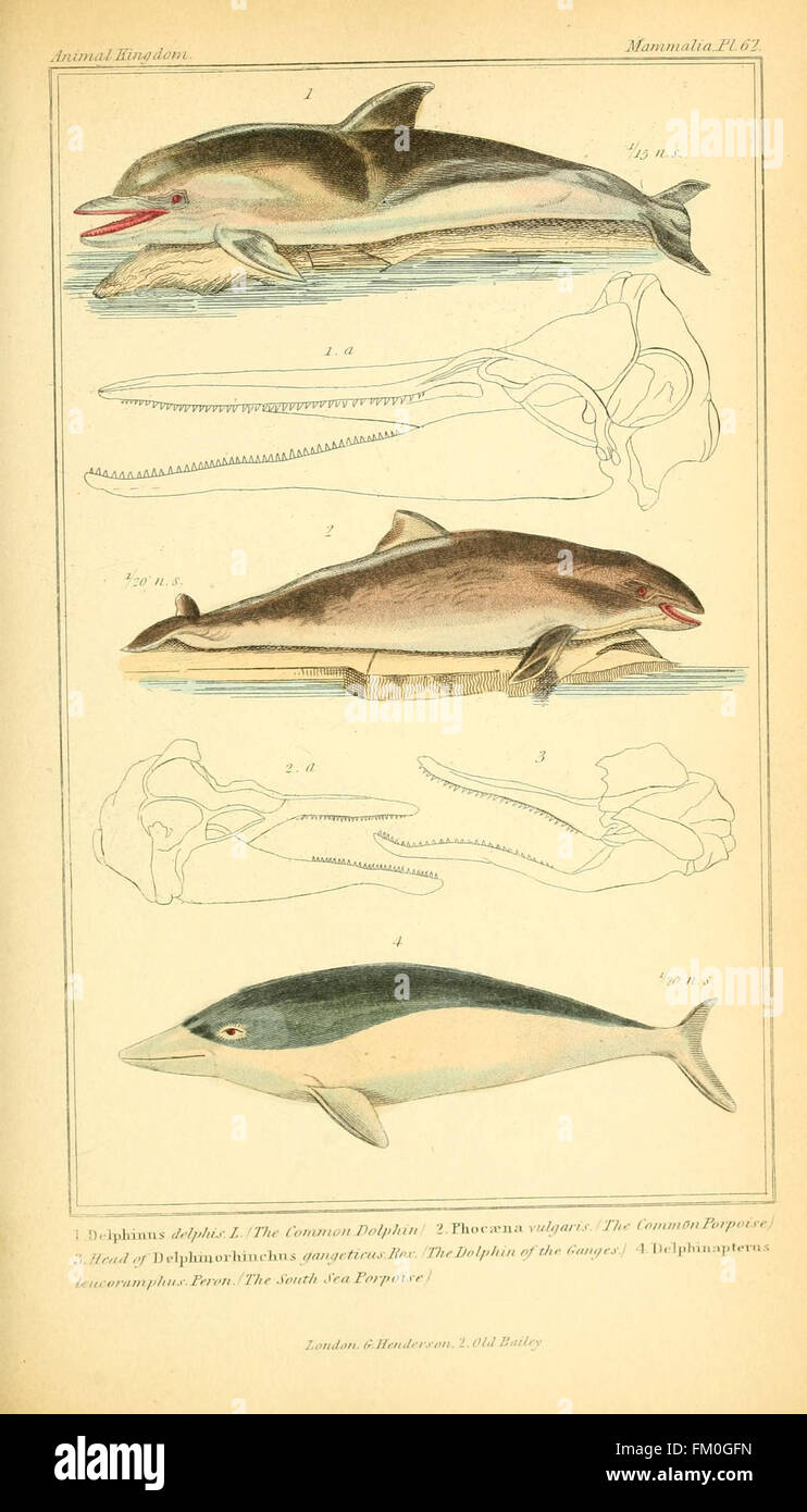 The animal kingdom, arranged according to its organization, serving as ...