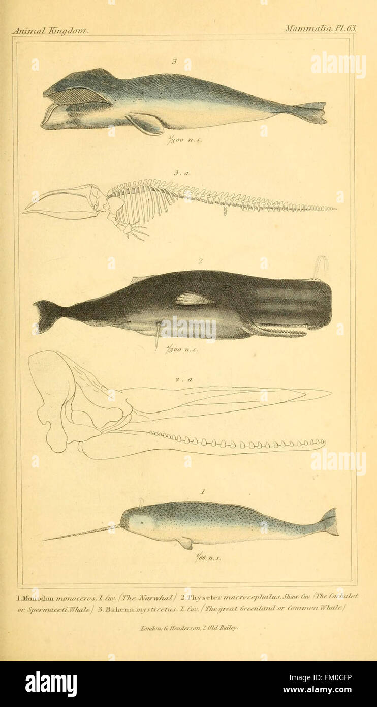This work provides a classification of animals based on their ...