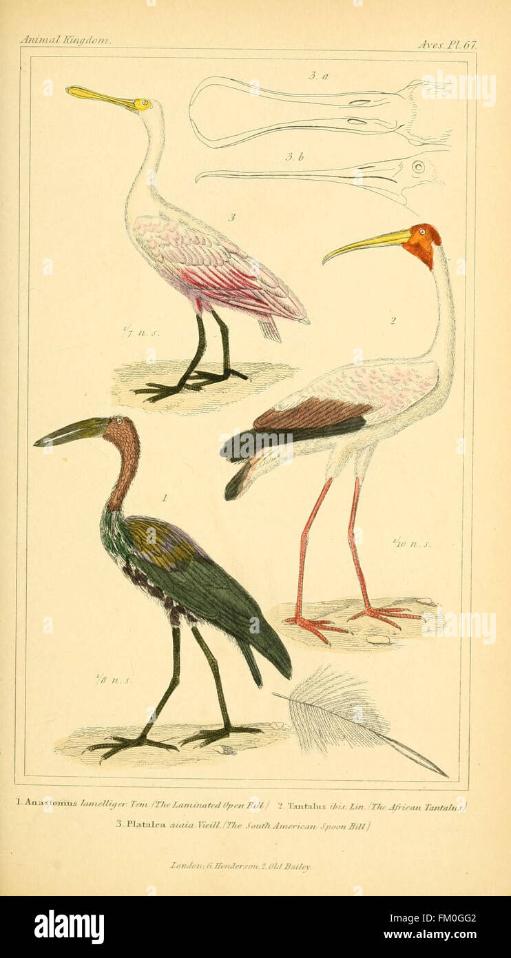 This illustration from 'The Animal Kingdom' illustrates the ...