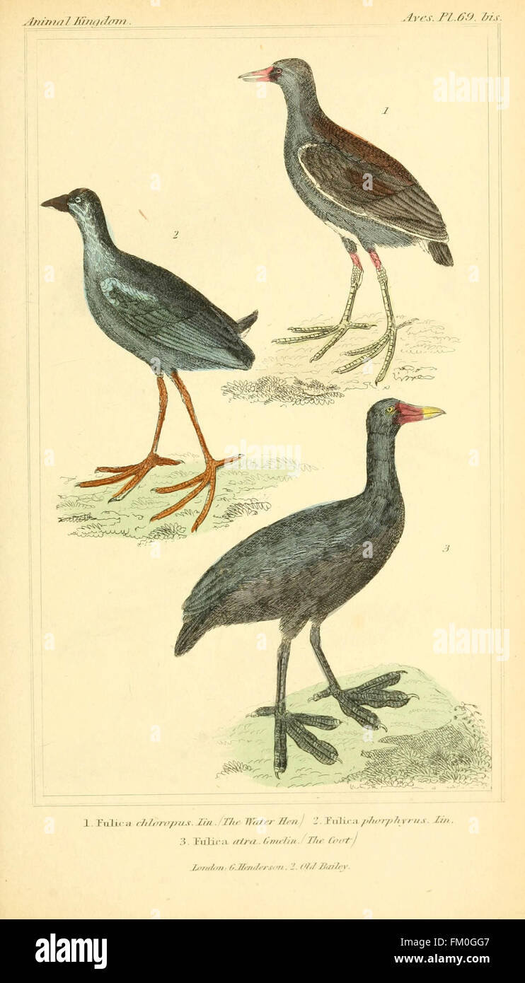This plate from *The Animal Kingdom* provides an organized view of ...