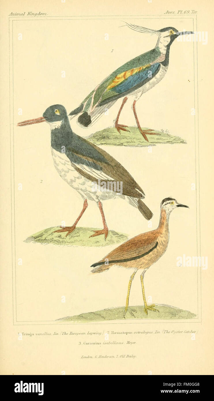 This plate from 'The Animal Kingdom' presents a classification of ...