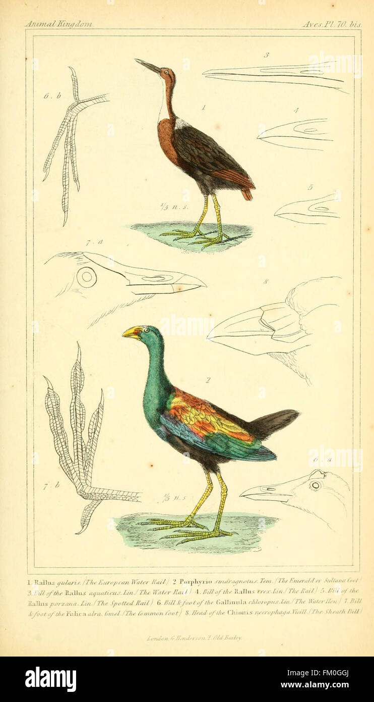 This work organizes the animal kingdom based on its biological ...