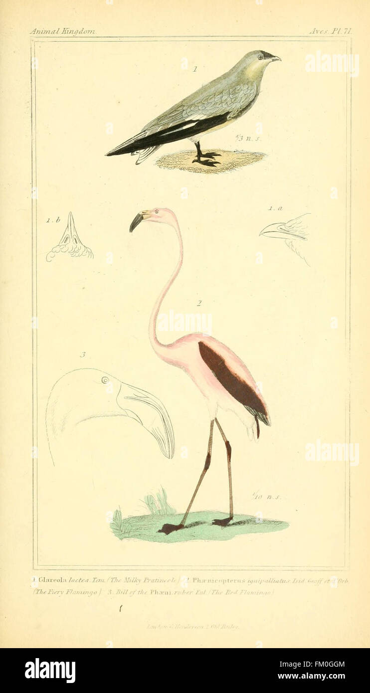 Plate 71 from 'The Animal Kingdom' illustrates the systematic ...