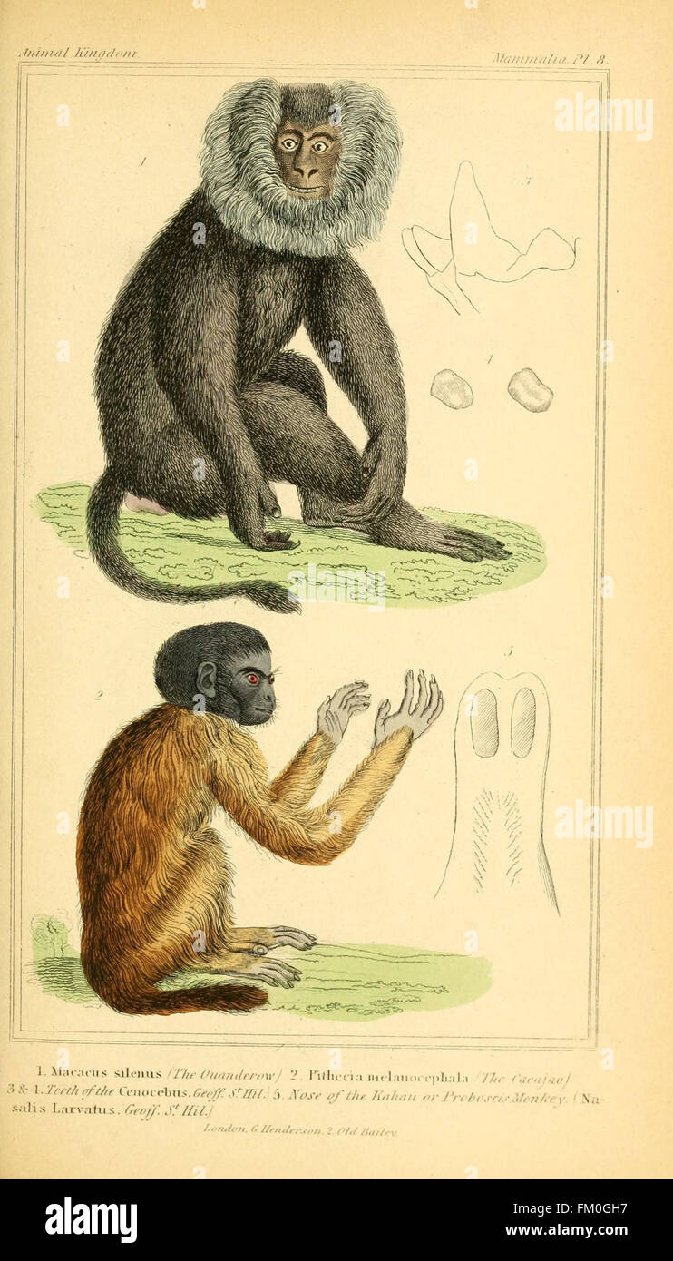 An illustration from 'The Animal Kingdom,' organized to show the ...