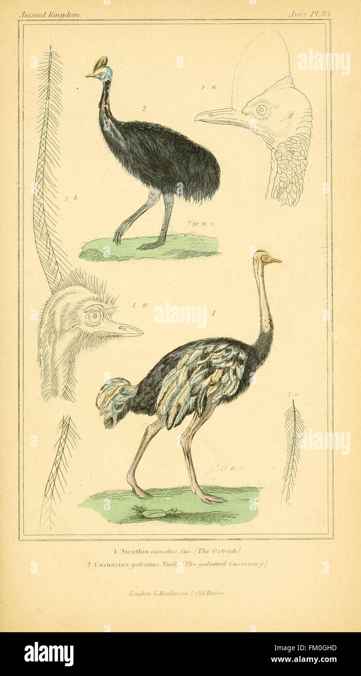 The animal kingdom, arranged according to its organization, serving as ...