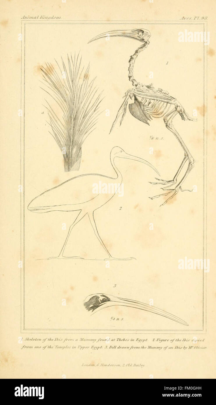 This work organizes the animal kingdom based on classification systems ...