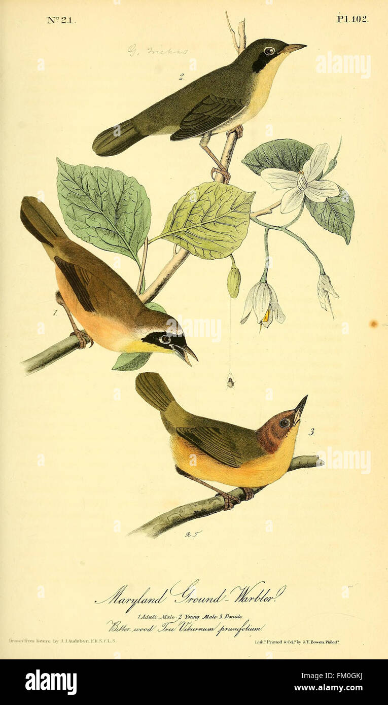 Plate 102 from 'The Birds of America' showcases detailed illustrations ...
