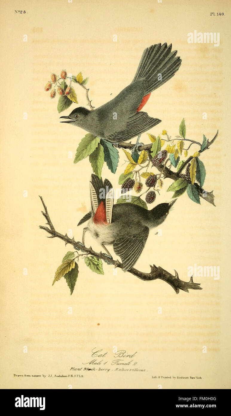 'The Birds of America' includes detailed illustrations of North ...
