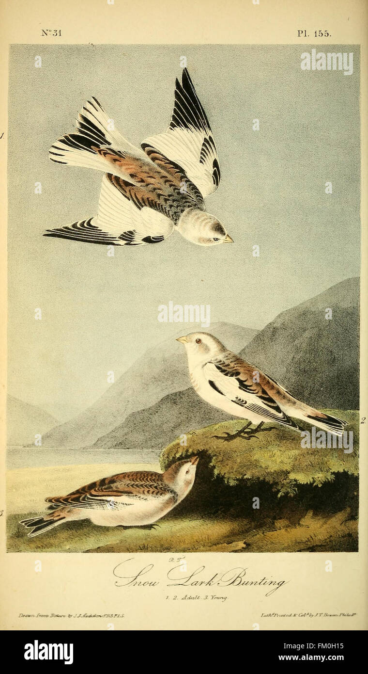 The birds of America (Pl. 155 Stock Photo - Alamy