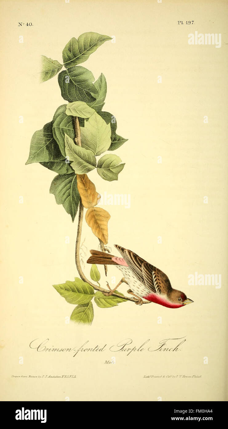 A renowned work featuring illustrations and descriptions of North ...