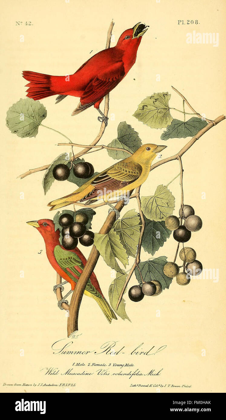 This iconic work presents the birds of North America through detailed ...