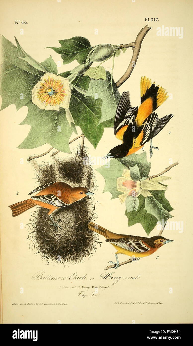 The birds of America (Pl. 217 Stock Photo - Alamy