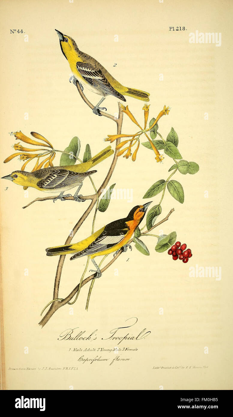 This illustration from 'The Birds of America' showcases North American ...