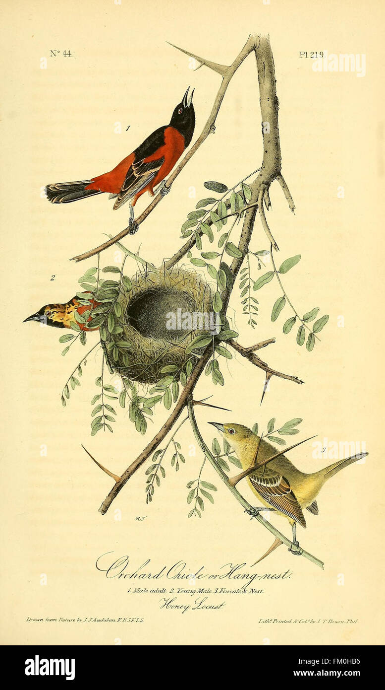 The Birds of America (Pl. 219) showcases detailed illustrations of ...