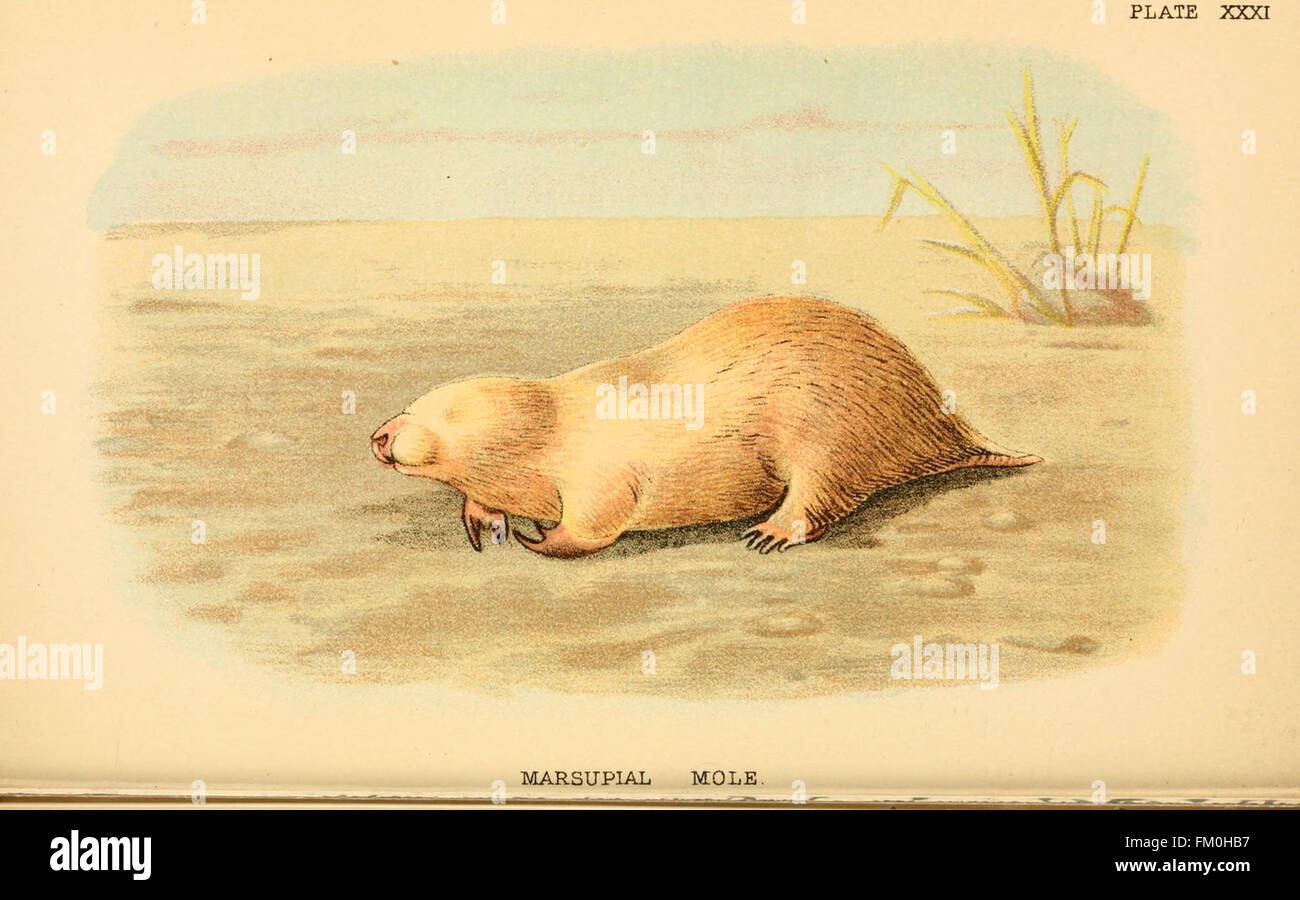 Plate XXXI from the 'Handbook to the Marsupialia and Monotremata ...