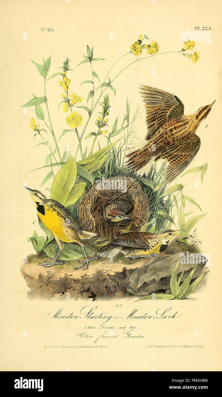 Plate 223 from *The Birds of America* illustrates a variety of North ...