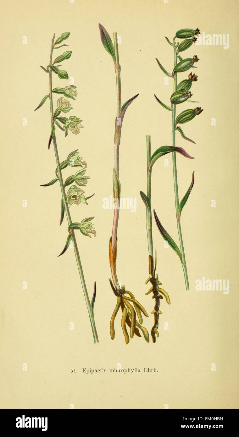 Orchidaceae taxonomy hi-res stock photography and images - Alamy
