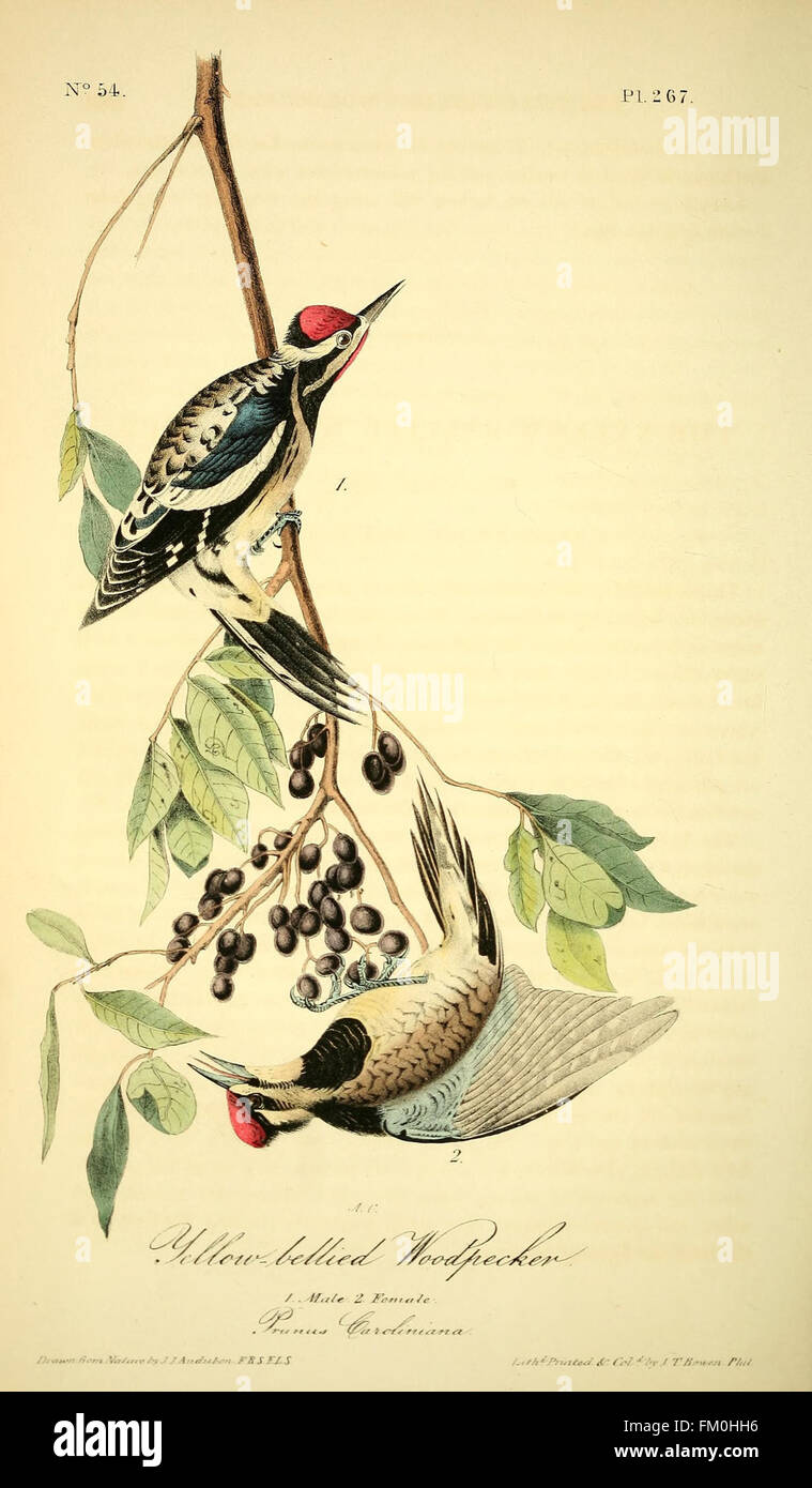 Plate 267 hi-res stock photography and images - Alamy