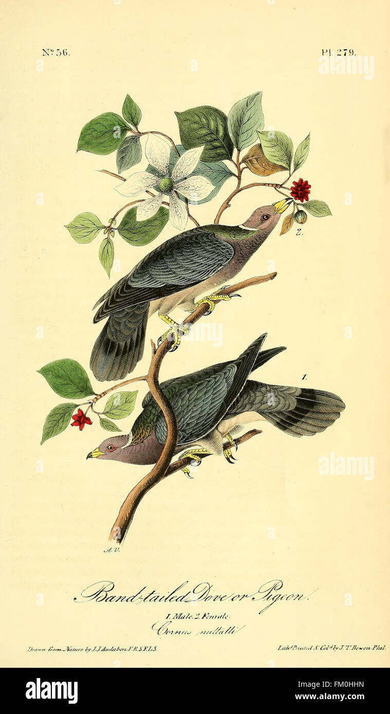 'The Birds of America' features detailed illustrations of North ...