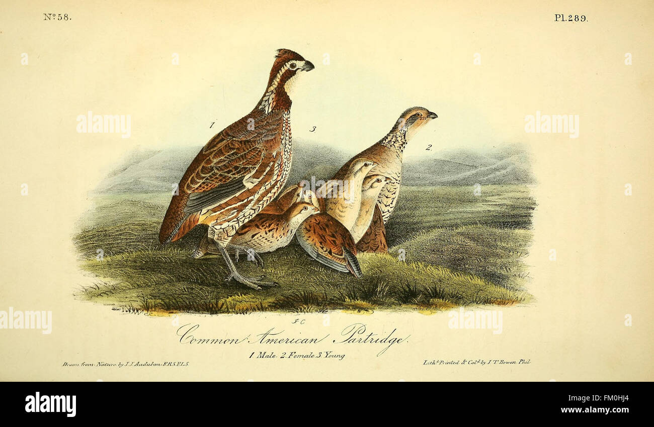 This illustration from 'The Birds of America' depicts a variety of bird ...