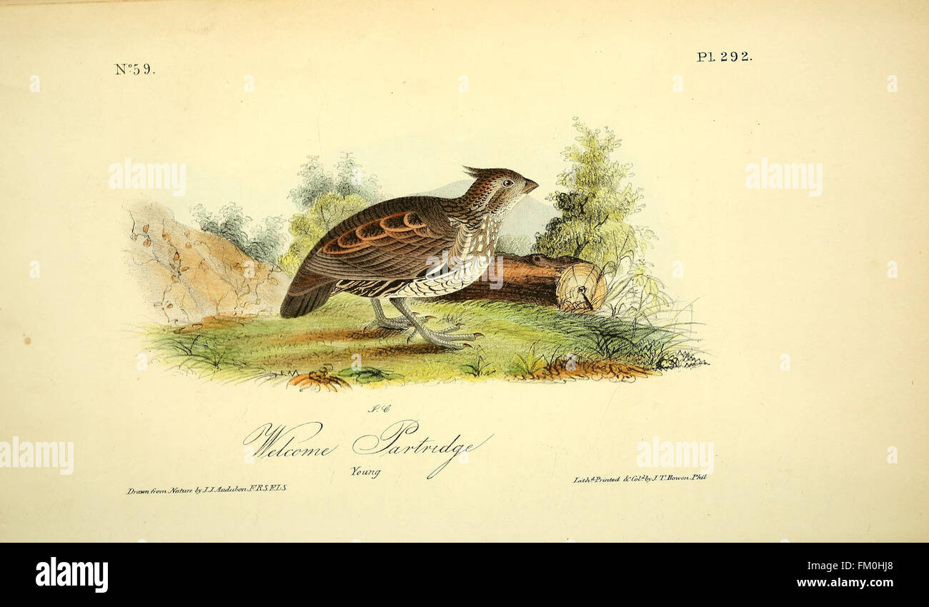 This plate from 'The Birds of America' by John James Audubon features ...