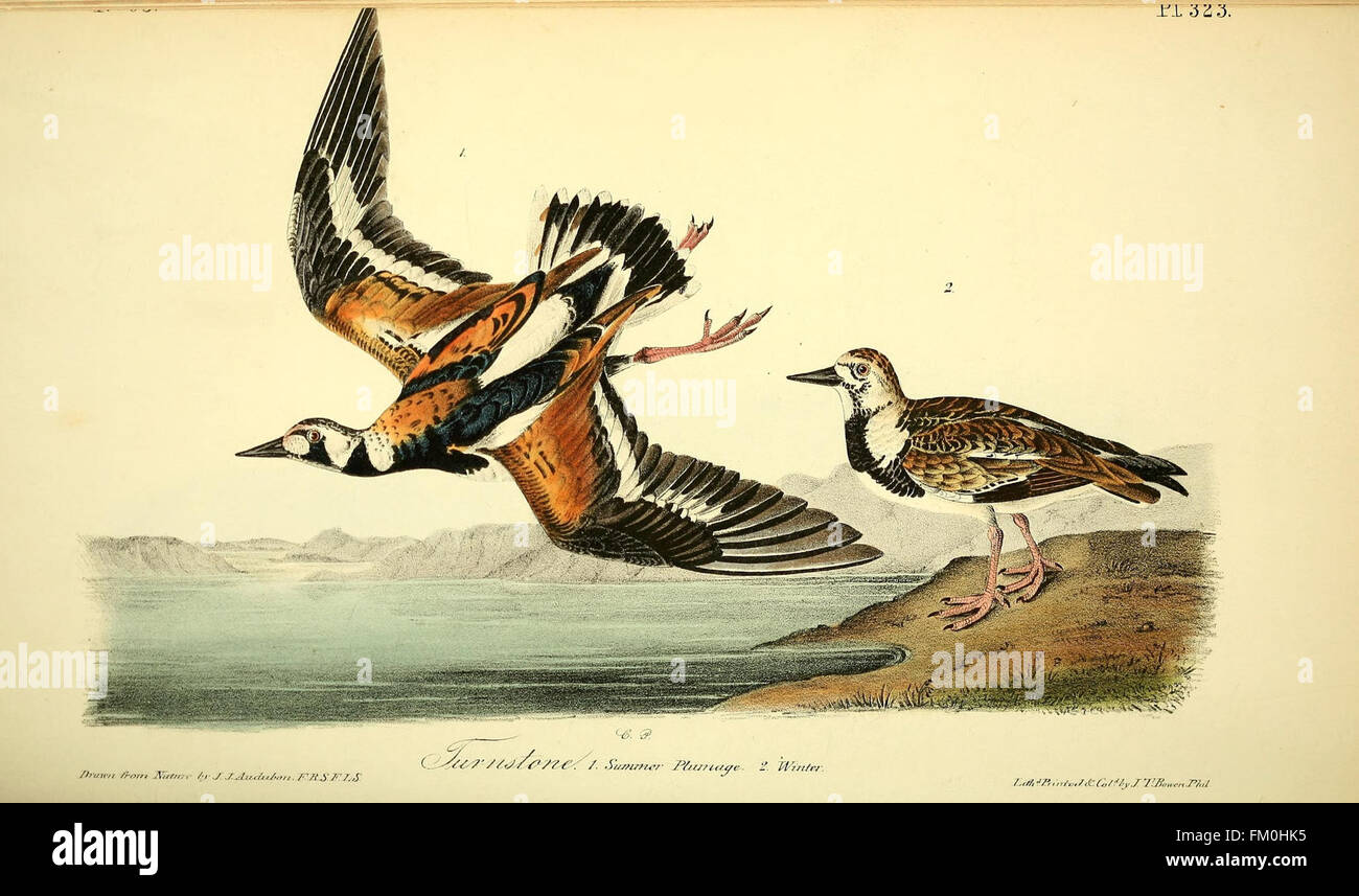 This plate from 'The Birds of America' by John James Audubon presents a ...
