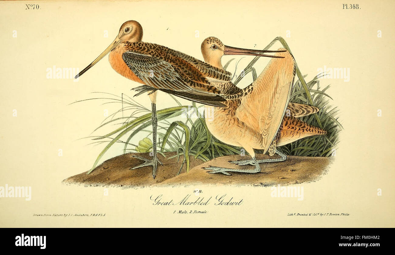 An illustration from *The Birds of America* by John James Audubon ...