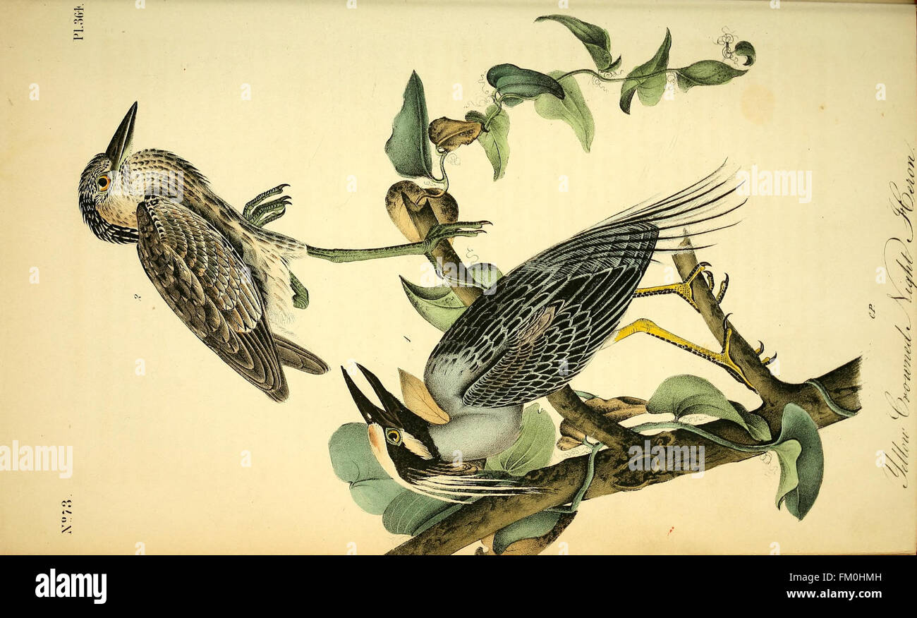 This collection presents detailed illustrations of various bird species ...