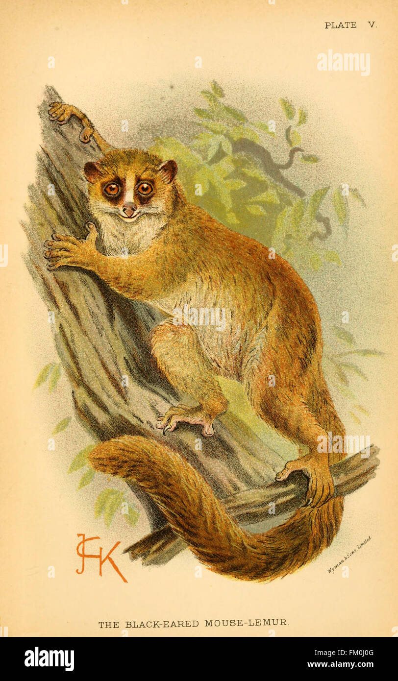 An illustration from *A Hand-book to the Primates*, depicting various ...