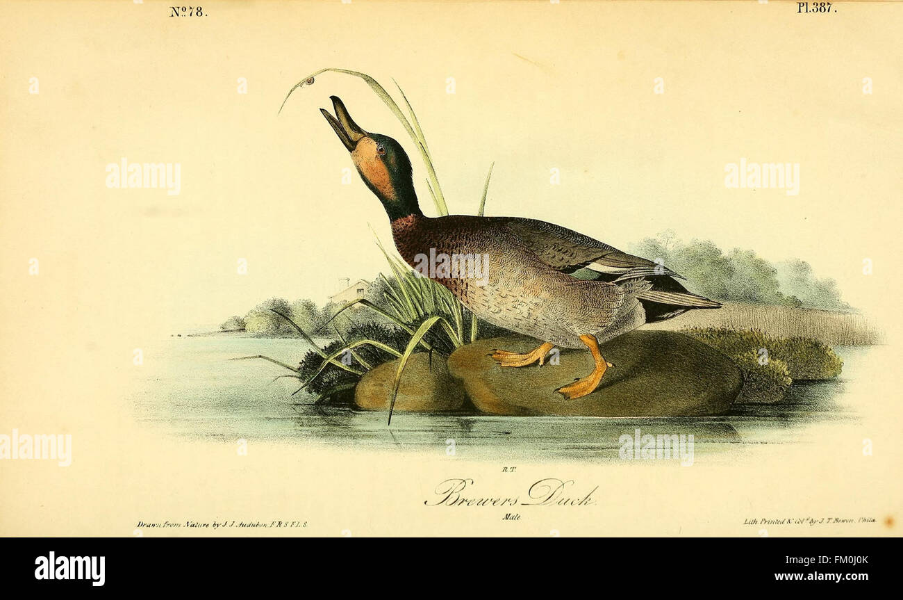This image features a detailed illustration from 'The Birds of America ...