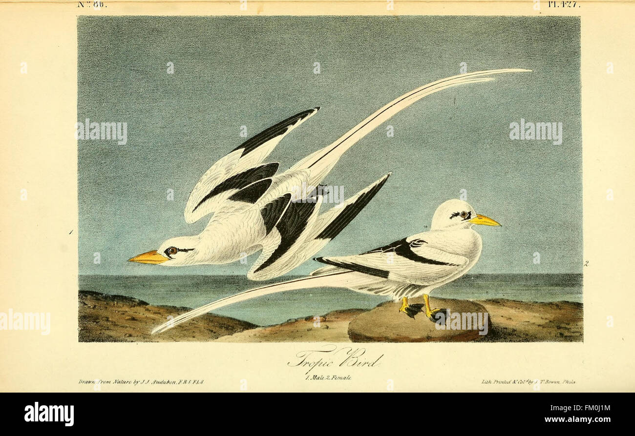 *The Birds of America* (Pl. 427) features detailed illustrations of ...