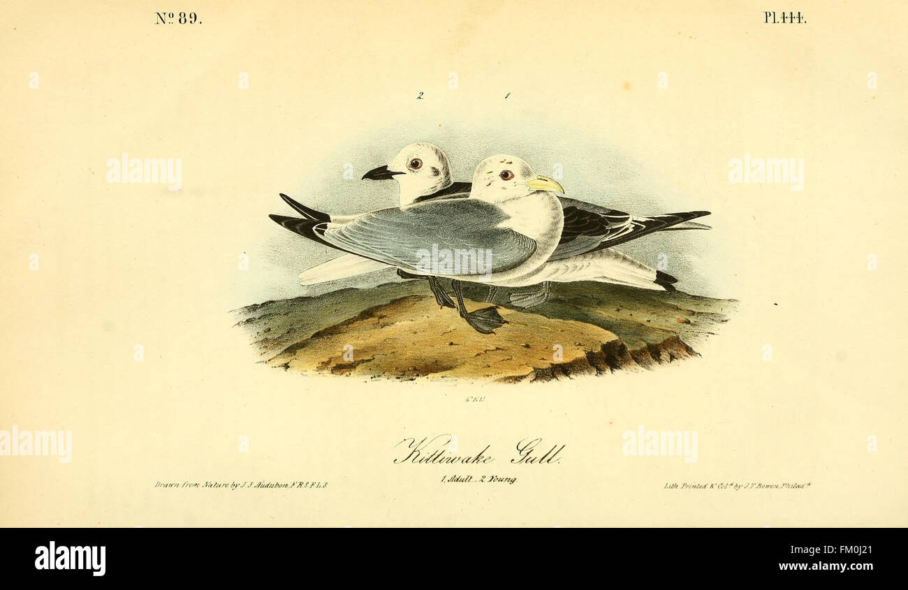 The birds of America (Pl. 444 Stock Photo - Alamy