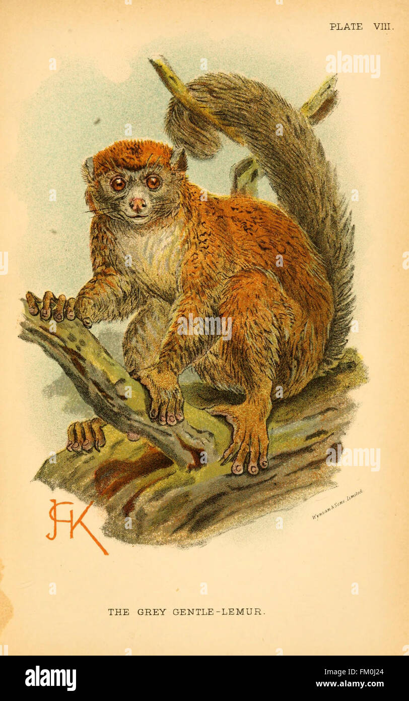 A hand-book to the primates (Plate VIII Stock Photo - Alamy